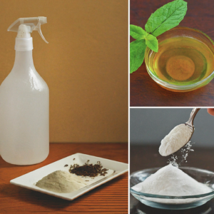 How to Get Rid of Ants? 11Ideas - DIYCozy: Nails, Decor, DIY, Gardening ...