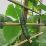 Diy Cucumber Trellis Easy? 15 Ideas - DIYCozy: Nails, Decor, DIY ...